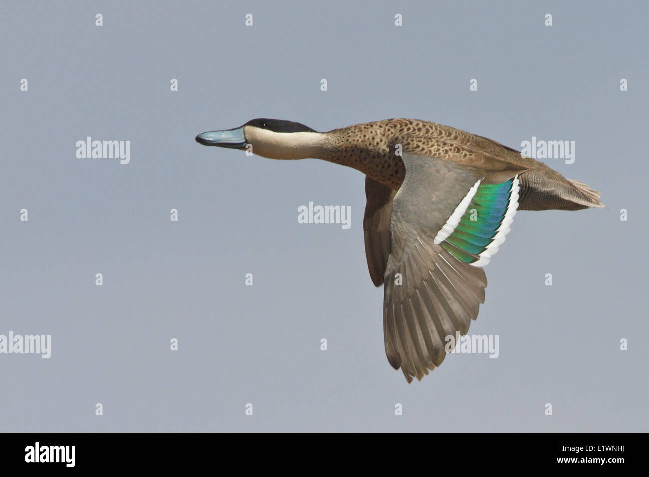 Teal in flight hi-res stock photography and images - Alamy