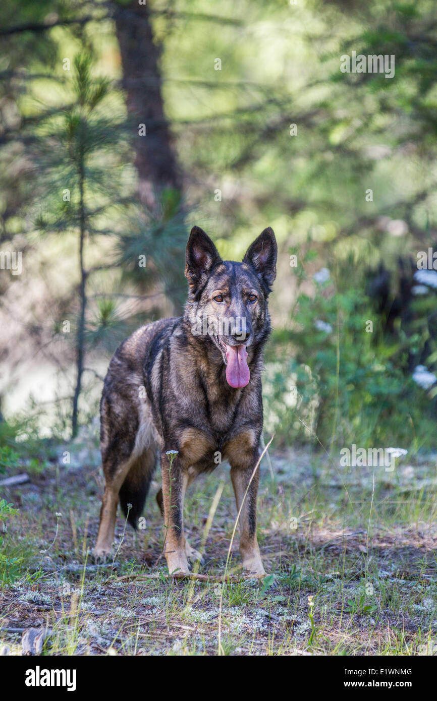 German Shepherd standing portrait, outdoors. Cranbrook, British ...