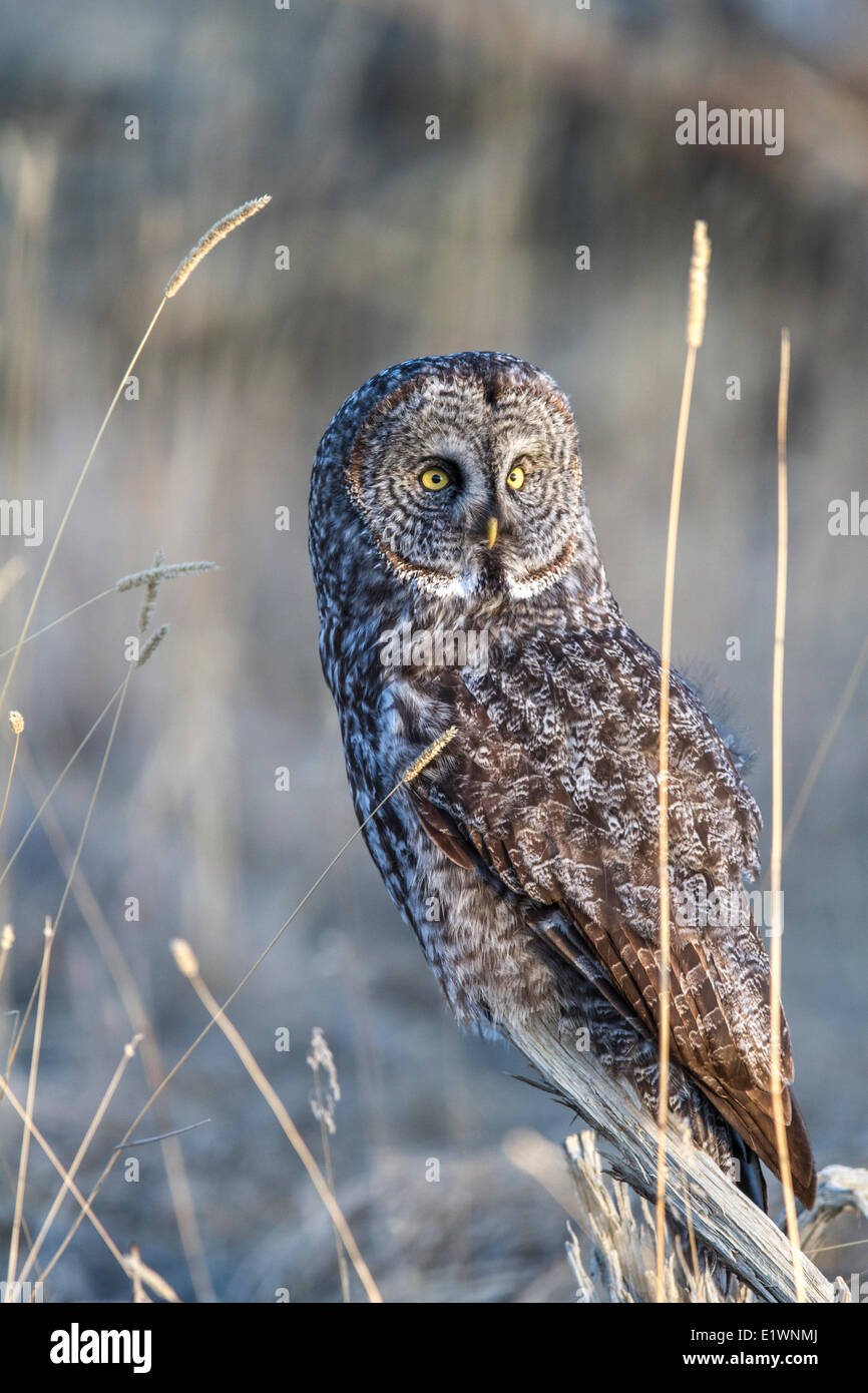 Great Grey Owl (Strix nebulosa) Eye level shot sitting on tree stump in ...