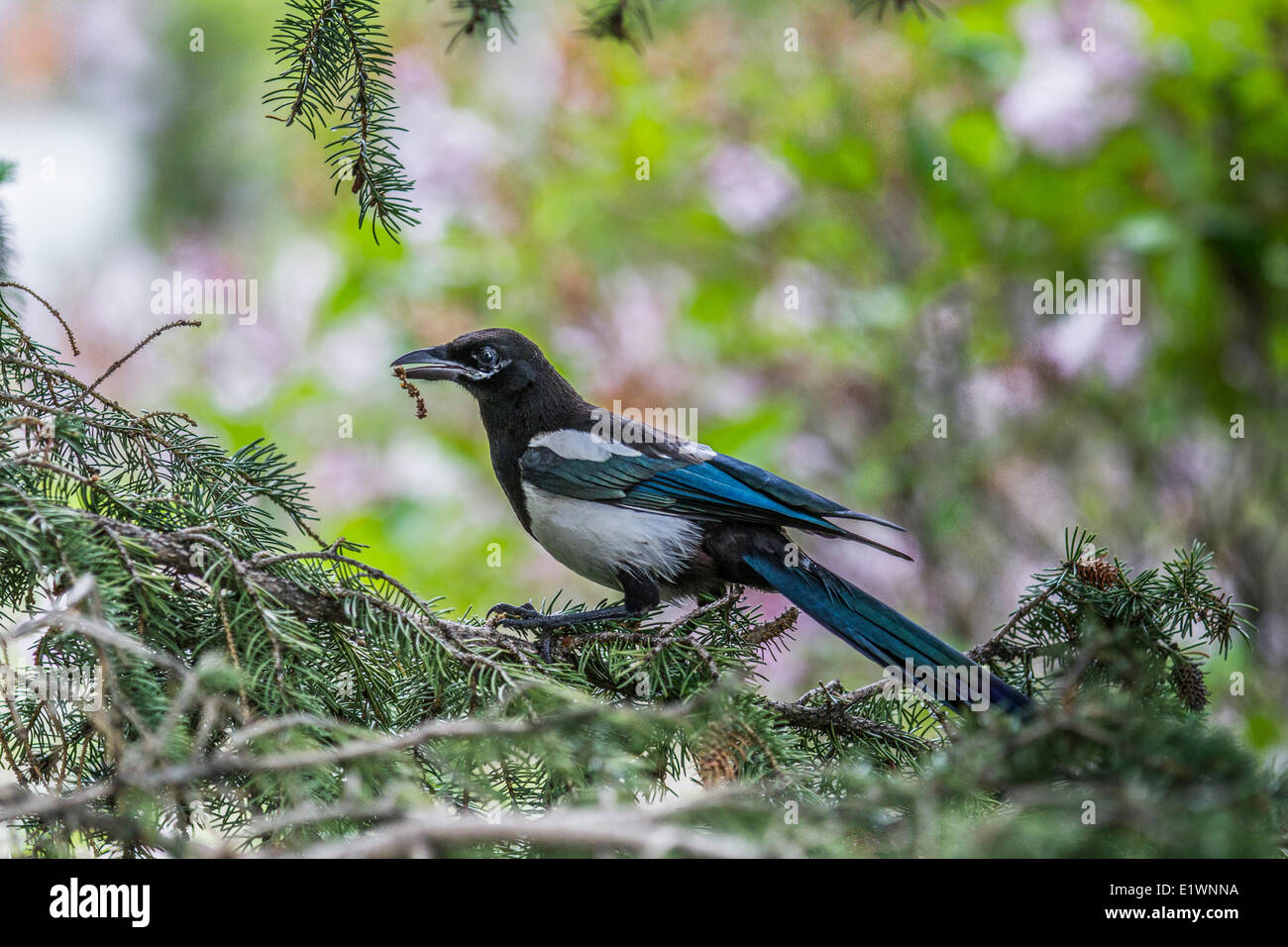 Magpie Nest High Resolution Stock Photography and Images - Alamy