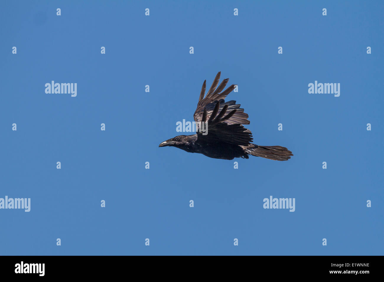 Common Raven (Corvus corax) Common Raven in flight. Cranbrook, British ...