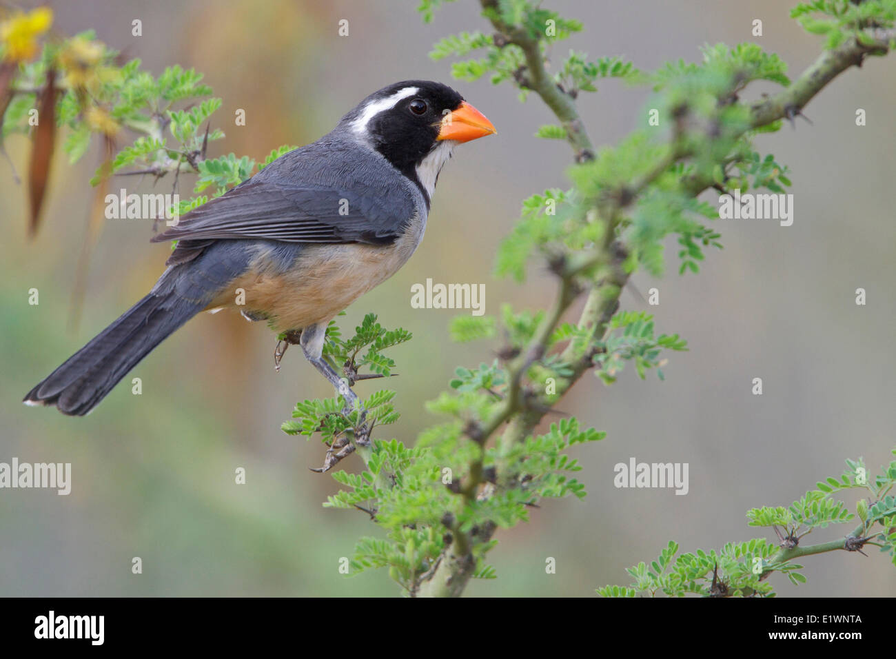 Billed saltator hi-res stock photography and images - Alamy