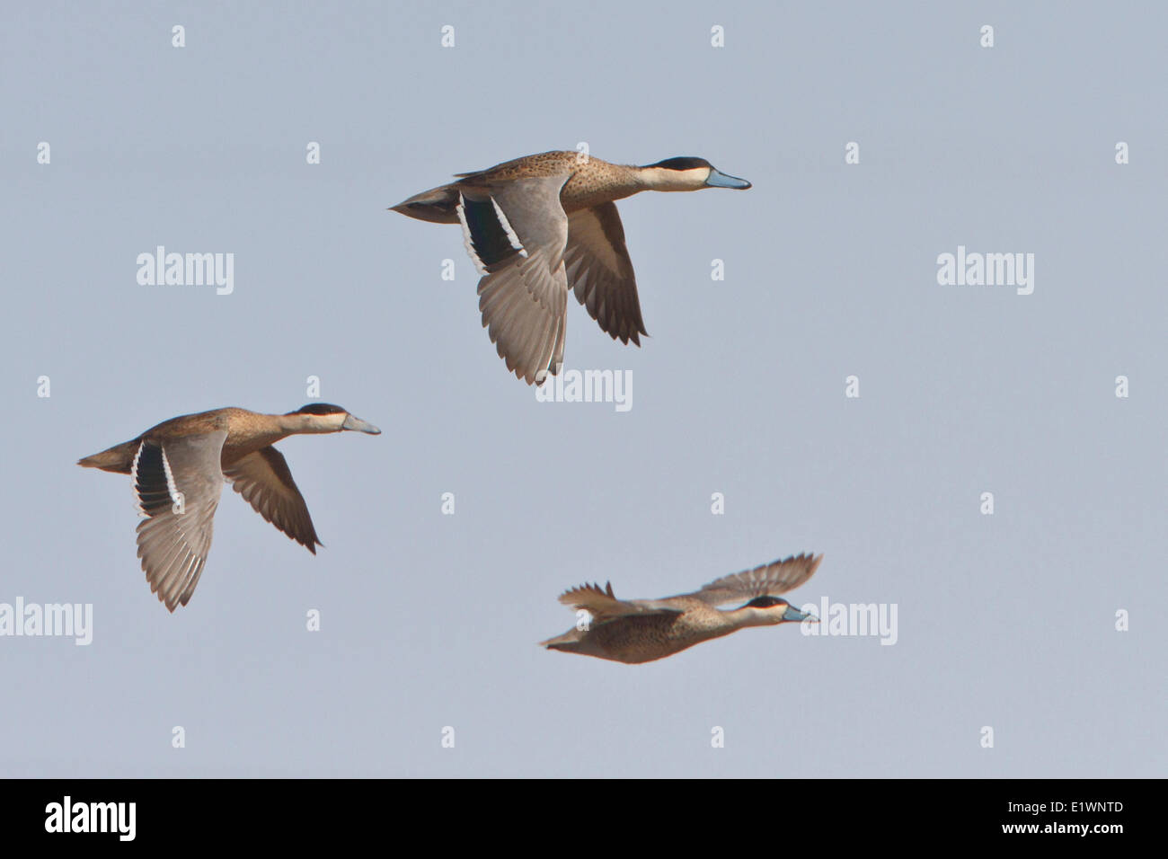 Puna teal anas puna hi-res stock photography and images - Alamy