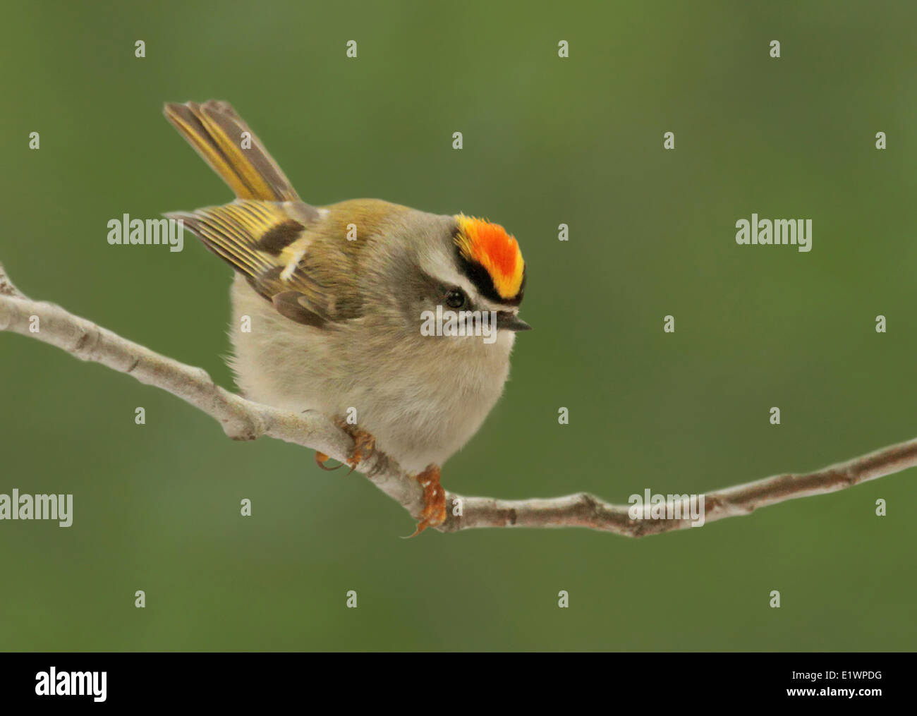 A male Golden-crowned Kinglet, Regulus satrapa, perched on a branch in ...