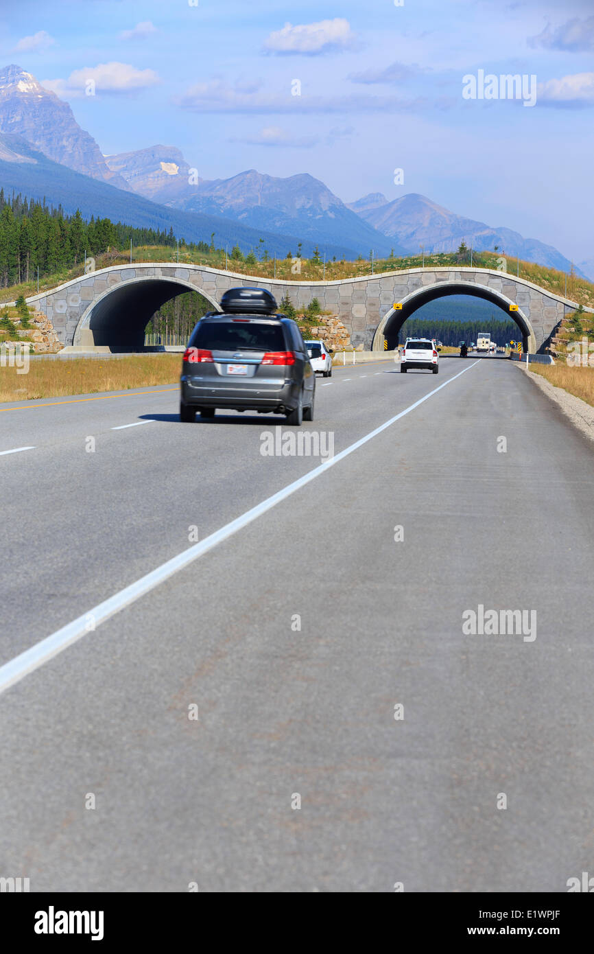 Wildlife bridge crossing over the Trans-Canada Highway, Banff National ...