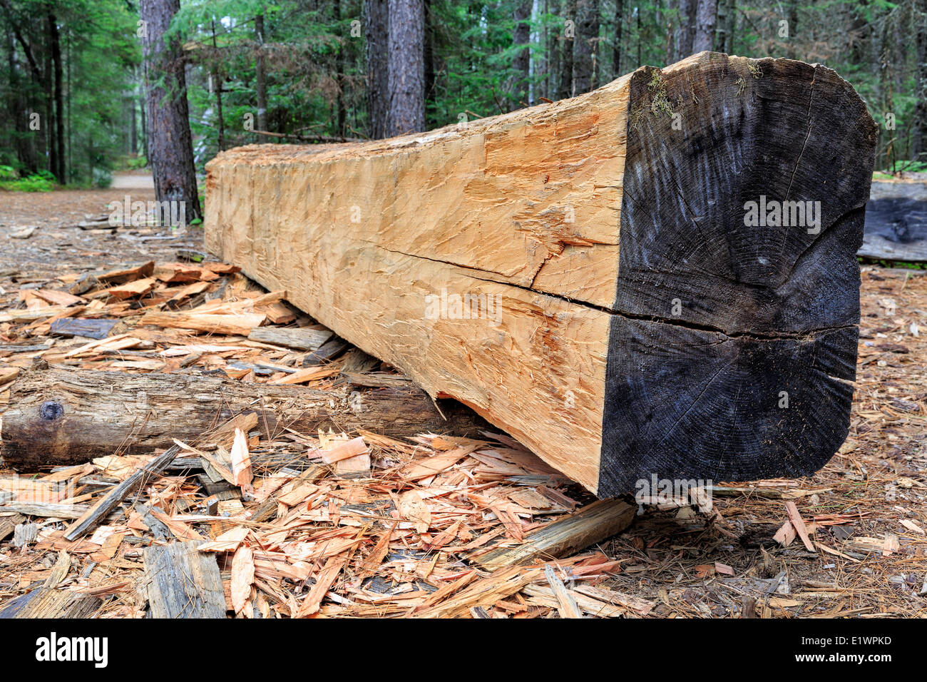 Hand hewn log algonquin logging hi-res stock photography and images - Alamy