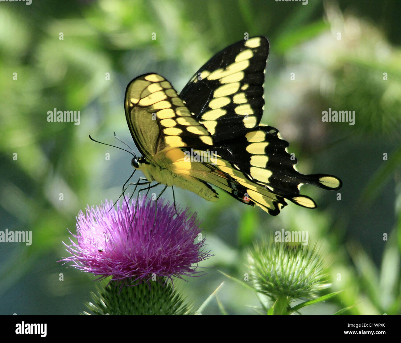 The giant swallowtail hi-res stock photography and images - Alamy