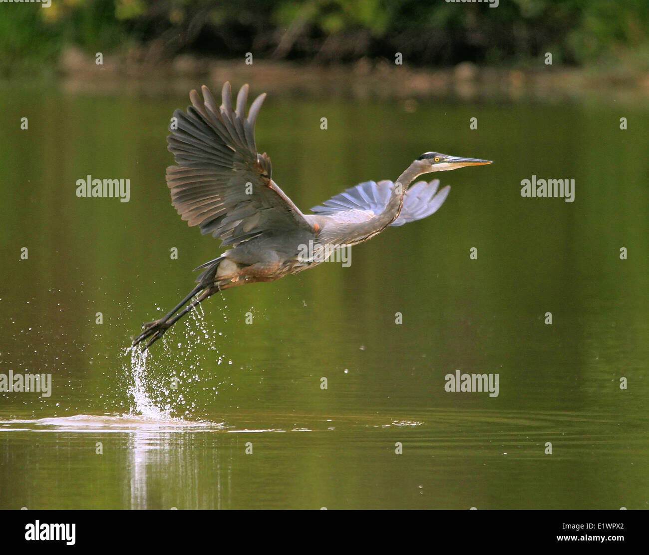 Great blue heron taking off in flight hi-res stock photography and ...