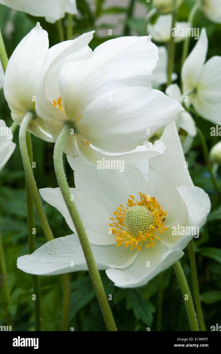 Gold yellow anemone hi-res stock photography and images - Alamy