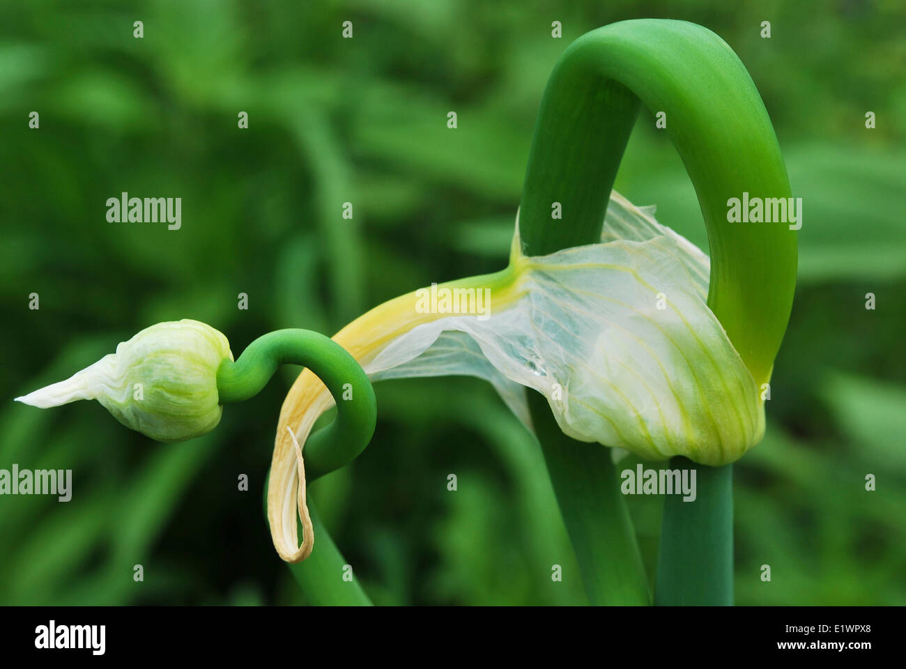 Food scape hi-res stock photography and images - Alamy
