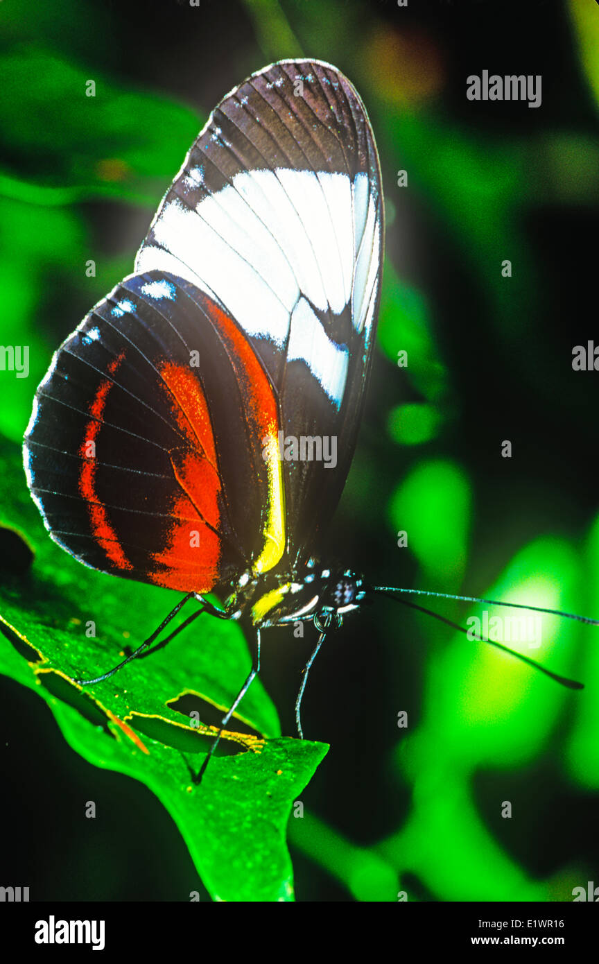 Heliconius cydno galanthus male hi-res stock photography and images - Alamy