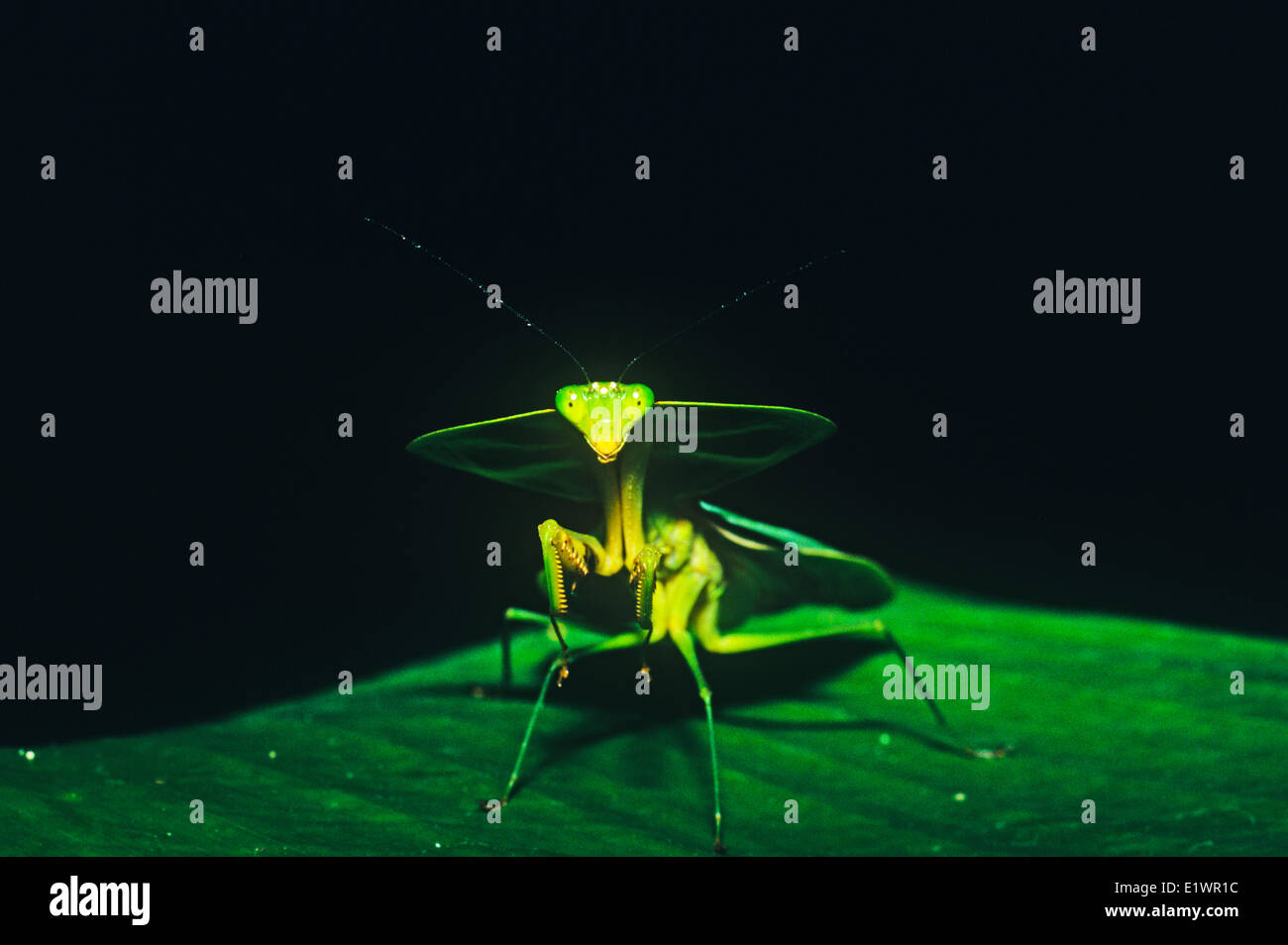 Hooded Praying Mantis (Choeradodis rhombicollis) disguised as leaf ...