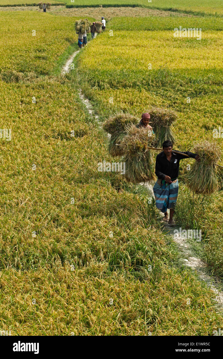 Aus season: Farmer are busy with Rice collection Stock Photo - Alamy