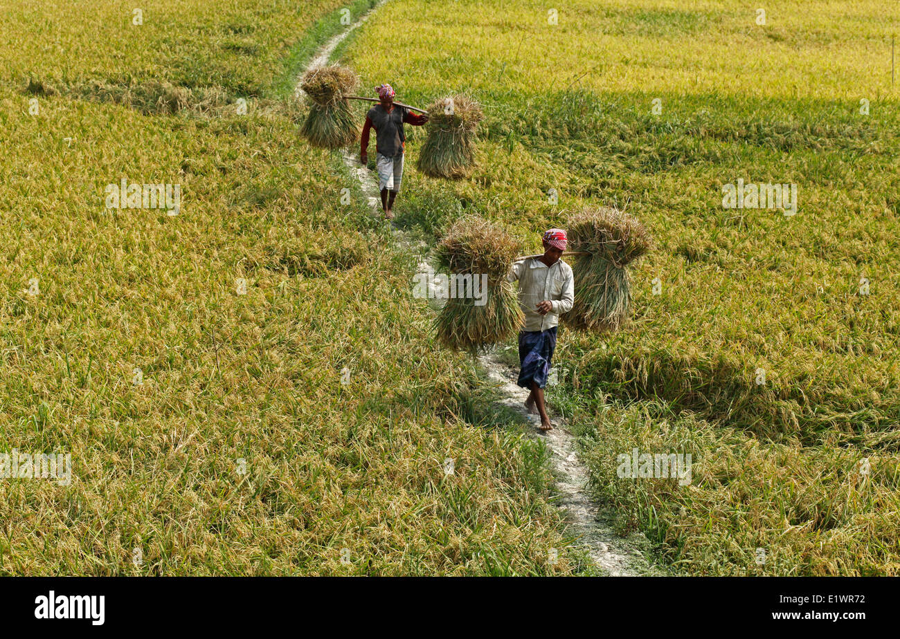 Aus season: Farmer are busy with Rice collection Stock Photo - Alamy