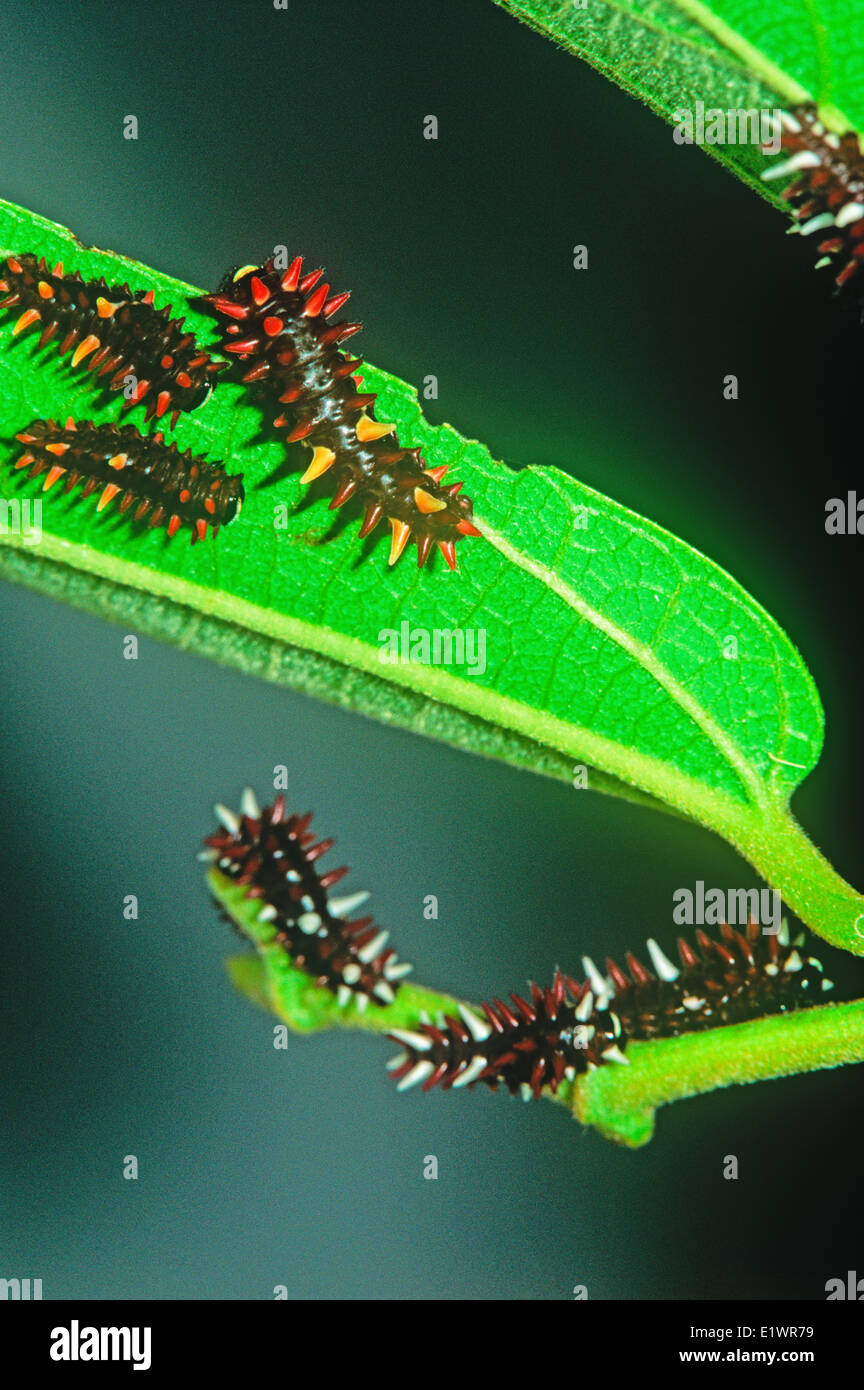 Mylotes Cattleheart High Resolution Stock Photography and Images - Alamy