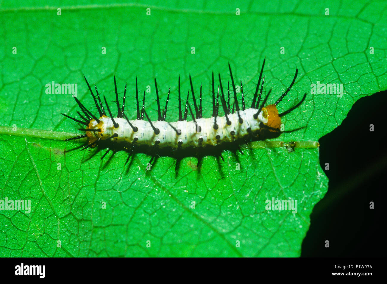 Hecale Longwing Butterfly larva, (Heliconius hecale zuleika Stock Photo ...