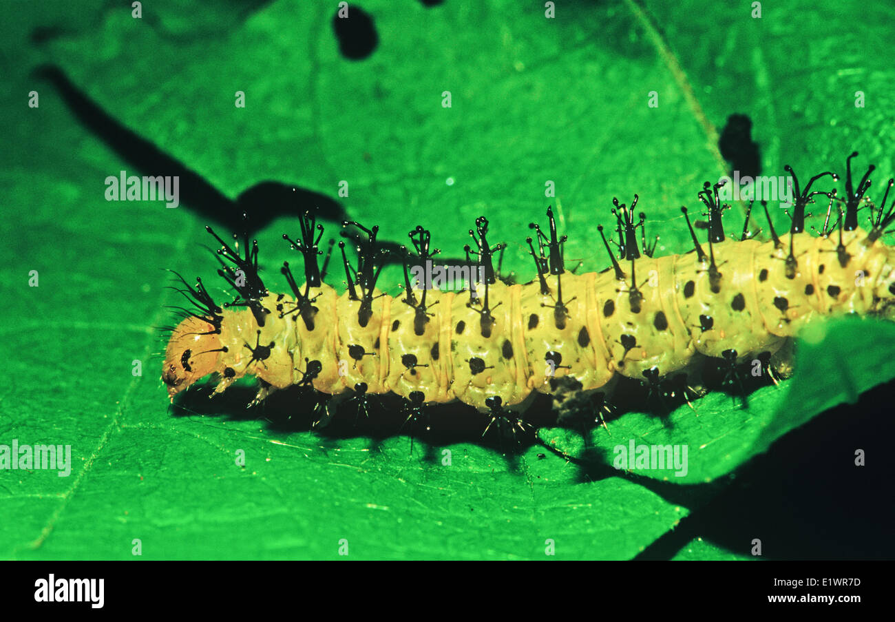 Hecale Longwing Butterfly larva, (Heliconius hecale zuleika Stock Photo ...