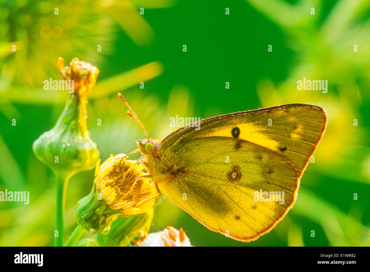 Colias eurytheme ventral view hi-res stock photography and images - Alamy