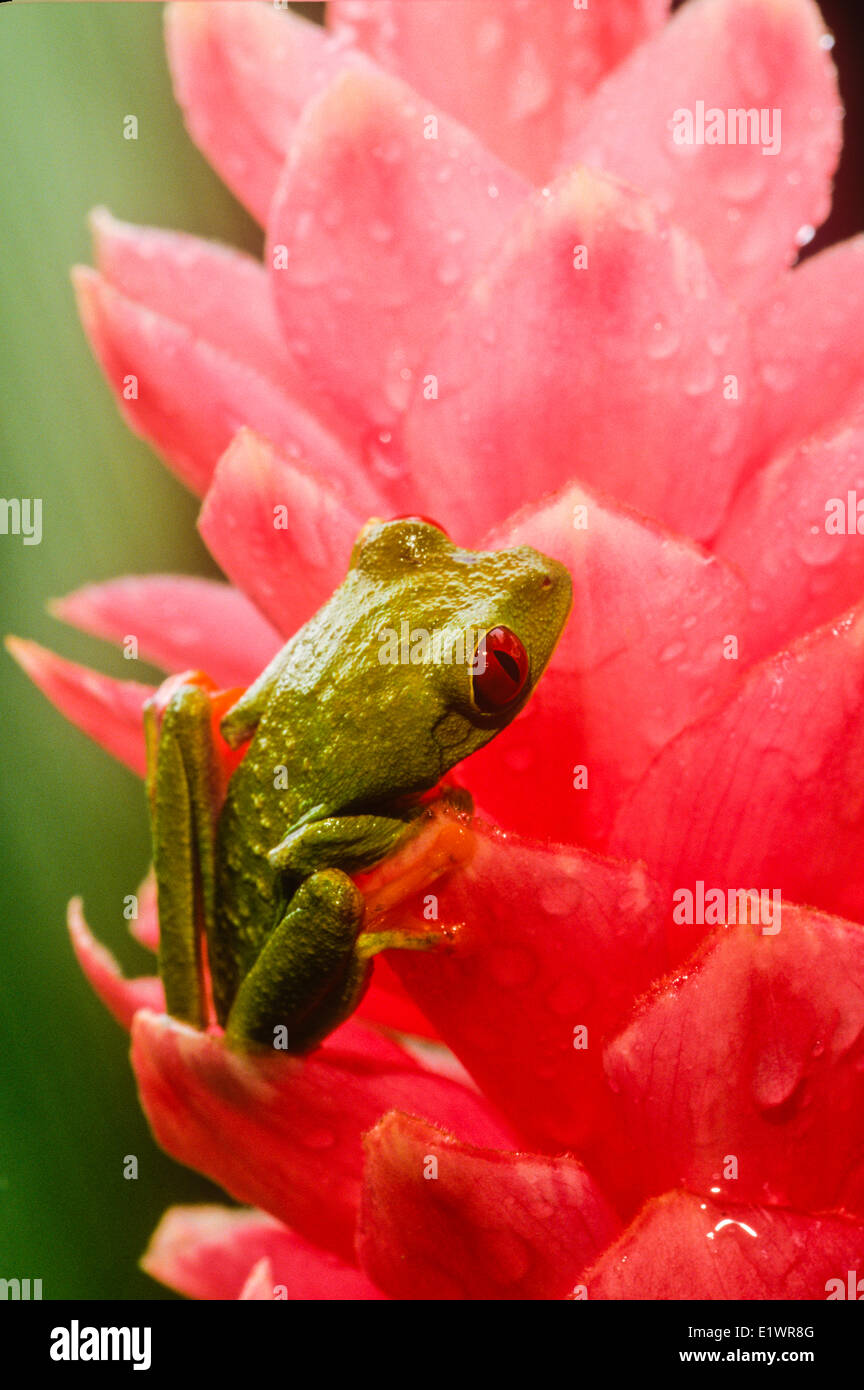 Agalychnis callidryas Red-eyed Leaf frog ginger plant Amphibian Hylidae ...