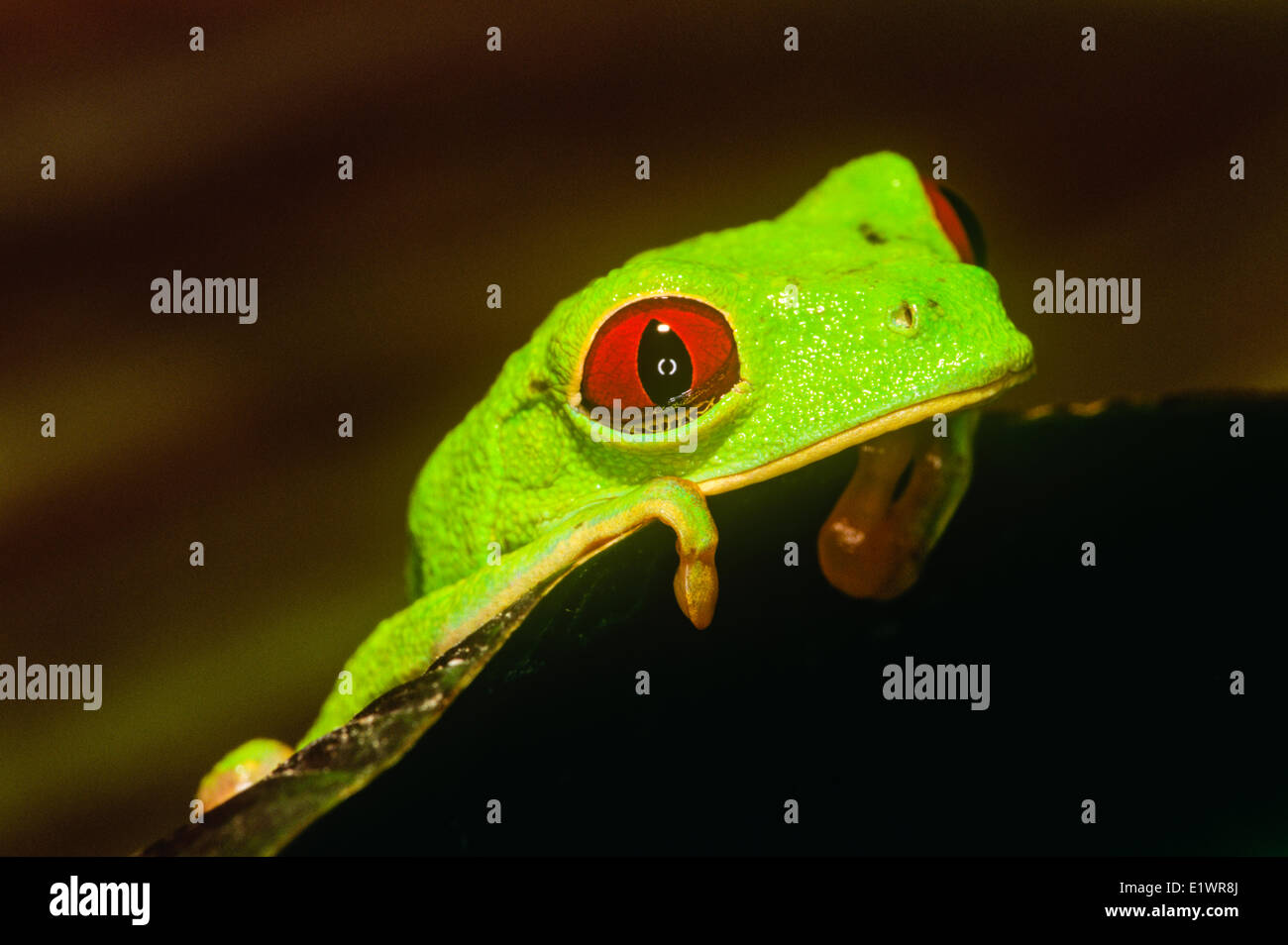 Agalychnis callidryas Red-eyed Leaf frog Amphibian Hylidae Tree Frogs ...