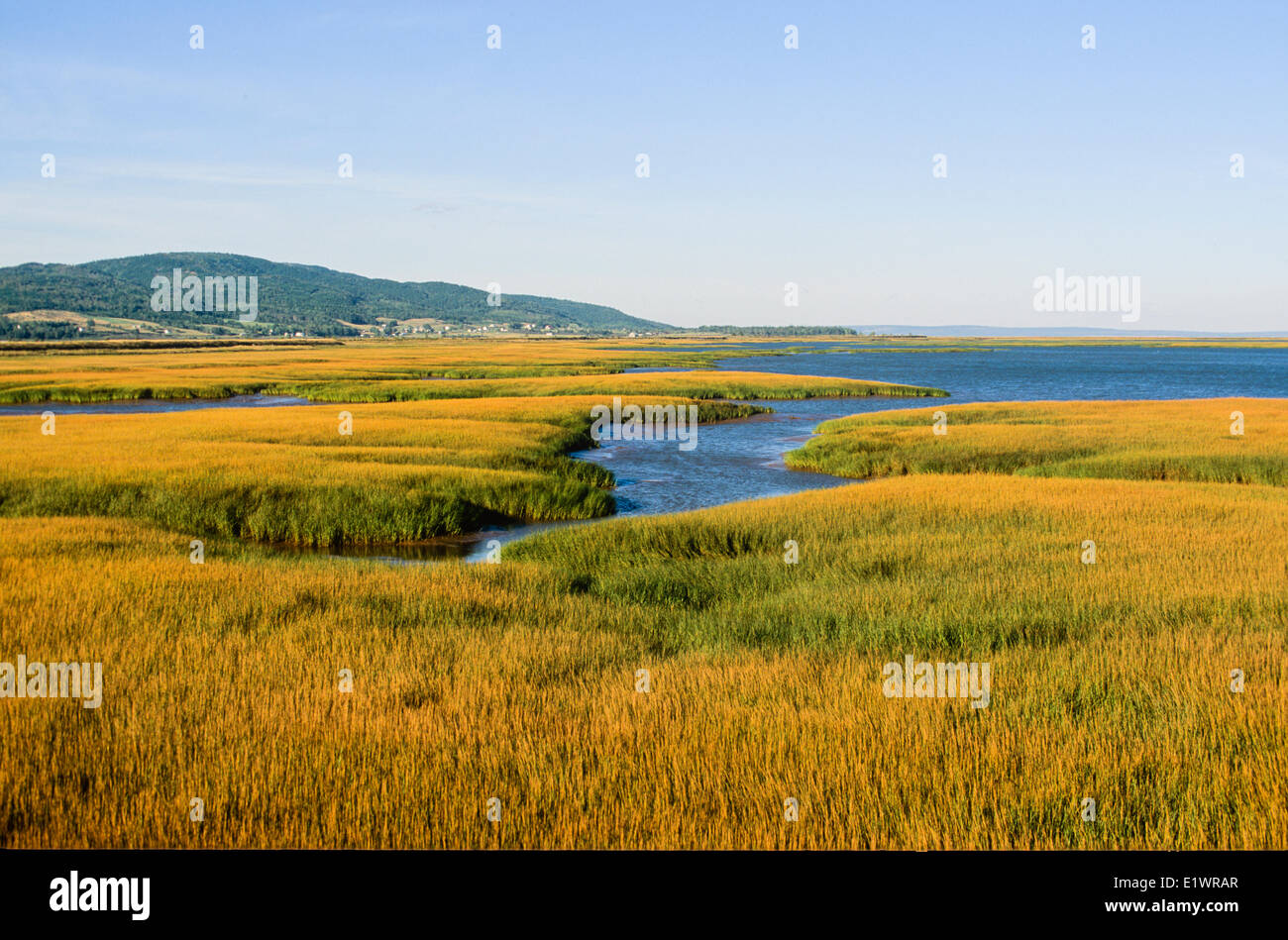 Salt Marsh, Shepody Bay, Bay of Fundy, New Brunswick, Canada Stock ...