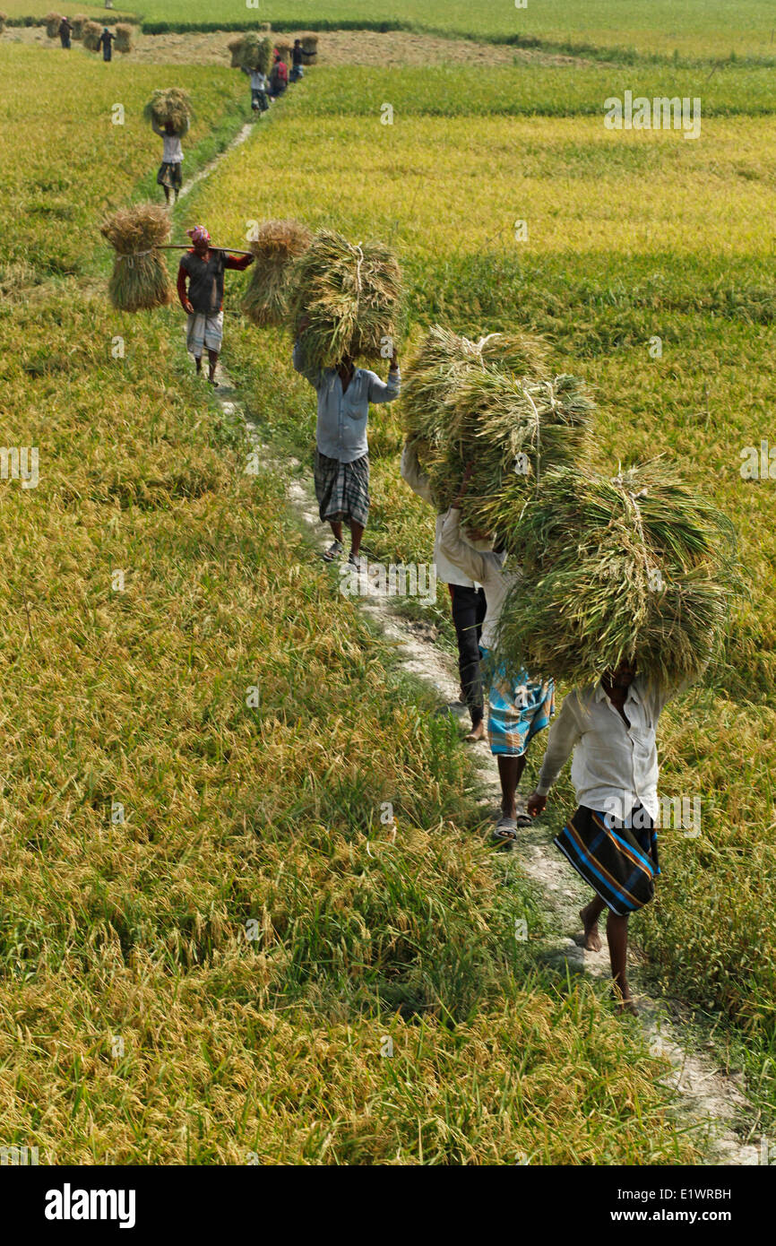 Farmer are busy with rice collection hi-res stock photography and ...