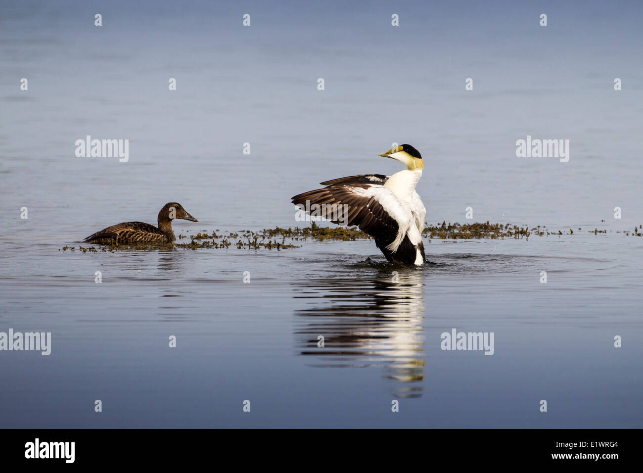 Male right and female common eider somateria mollissima ducks hi-res ...
