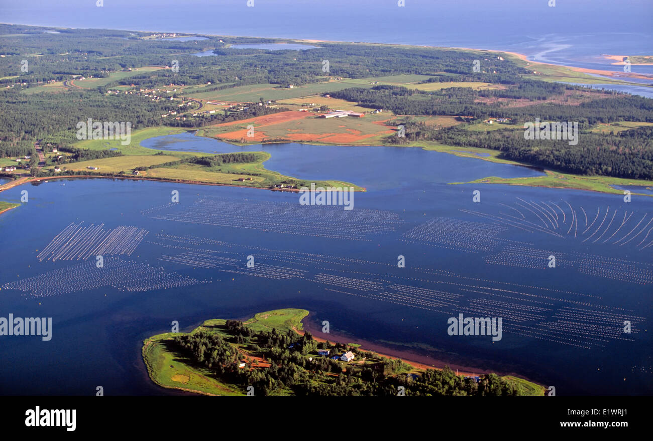 Aerial of Mussel aquaculture, Tracadie Bay, Prince Edward Island ...