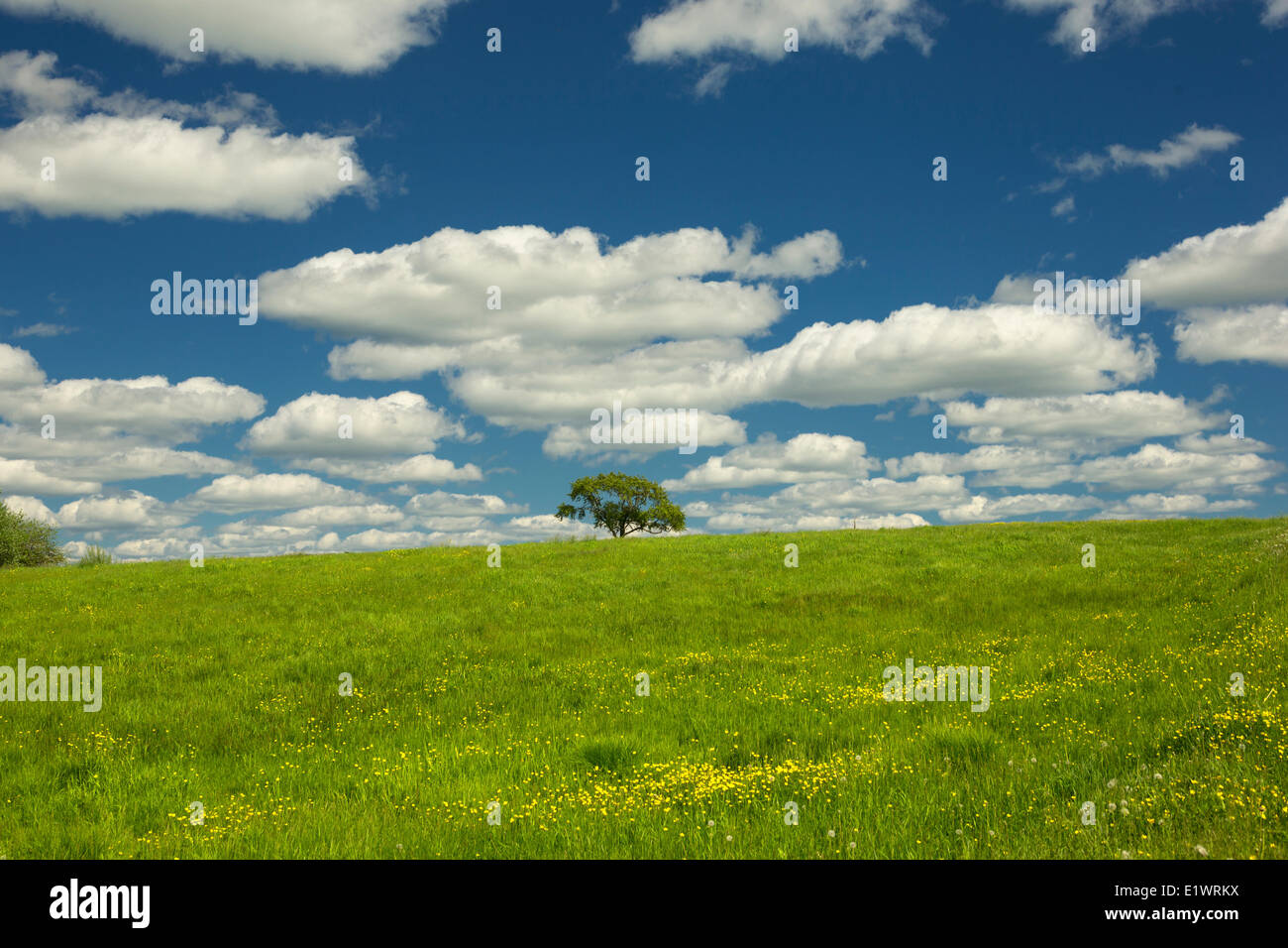 Lone tree in field, Stewiacke. Nova Scotia, Canada Stock Photo - Alamy