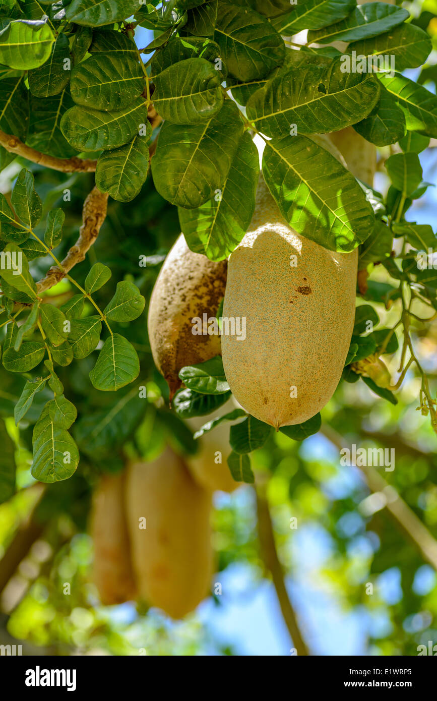 sausage trees full of fruit Stock Photo - Alamy