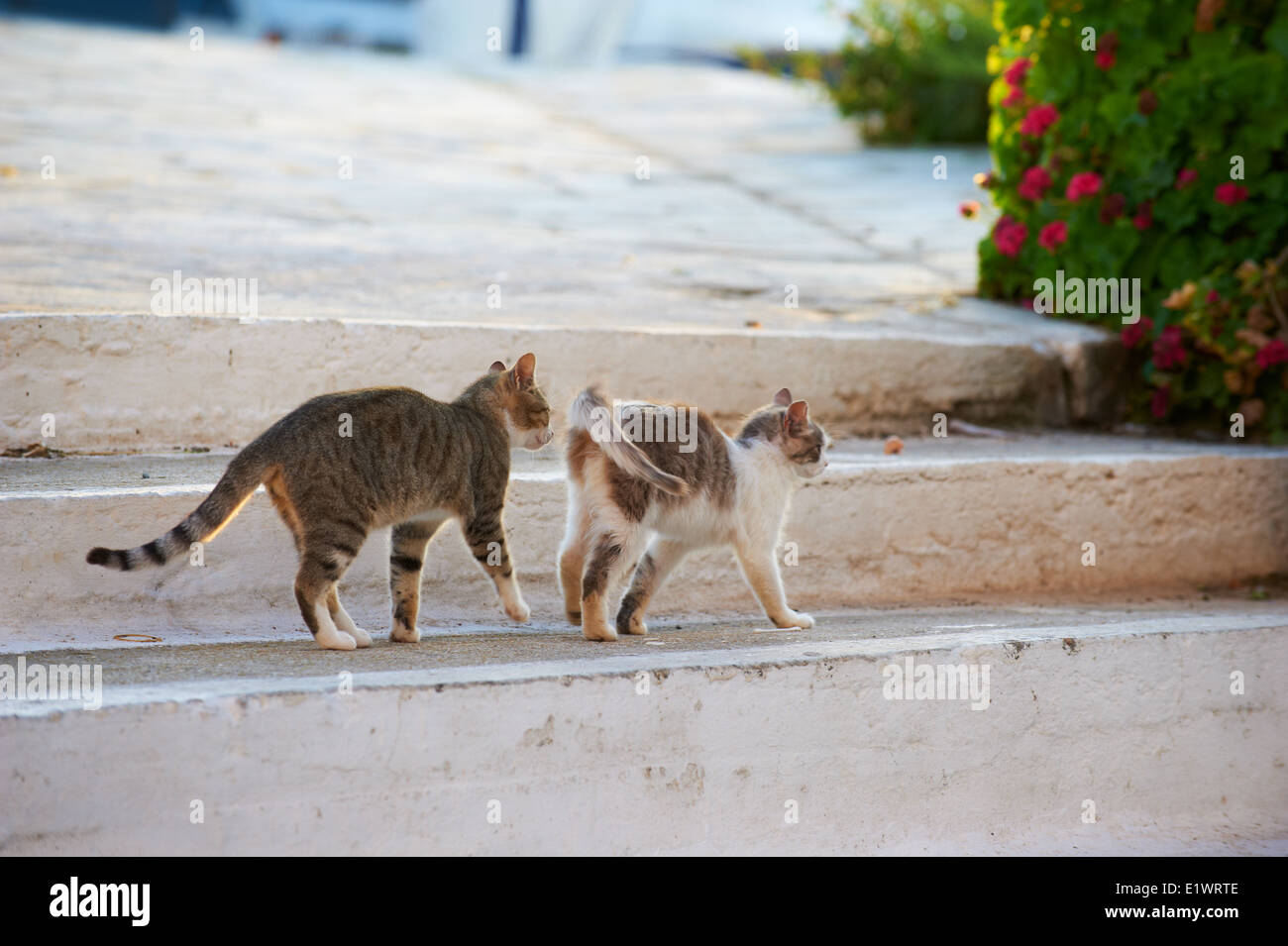 Greece, Cyclades, Mykonos, street cat Stock Photo - Alamy