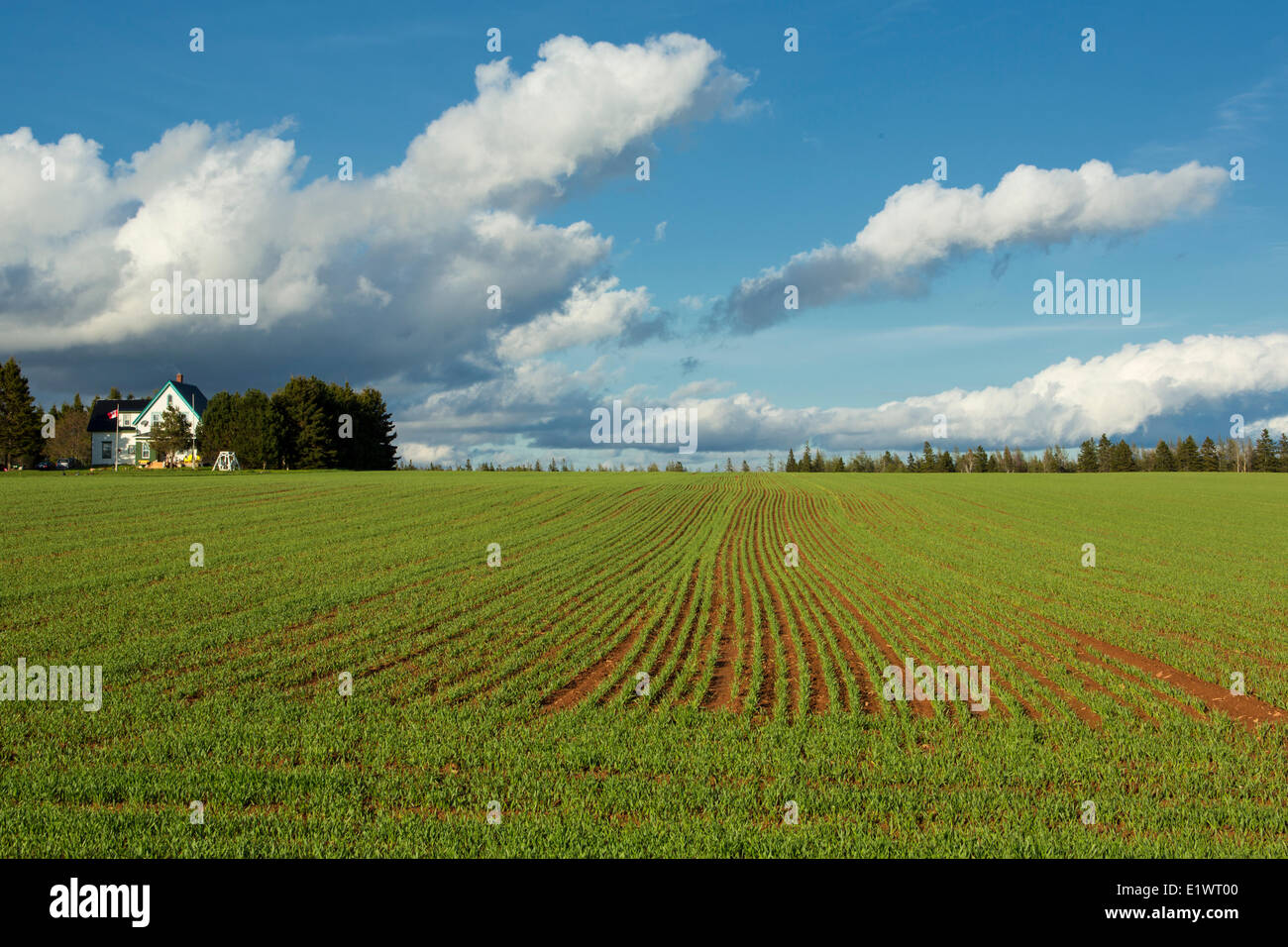 Grainfield And Farmhouse High Resolution Stock Photography and Images ...