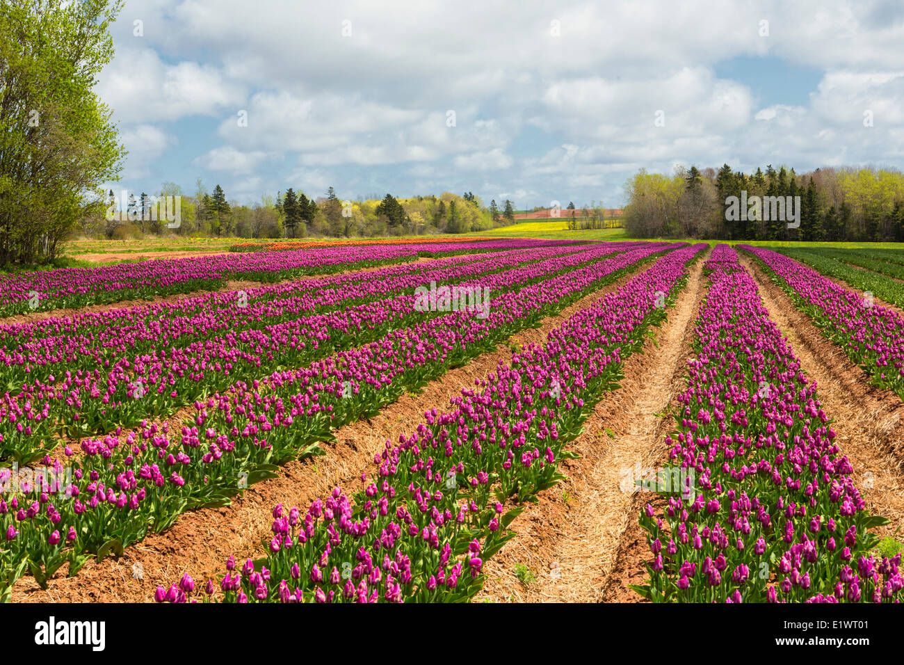 Tulip field in spring, Waterside, Prince Edward Island, Canada Stock ...