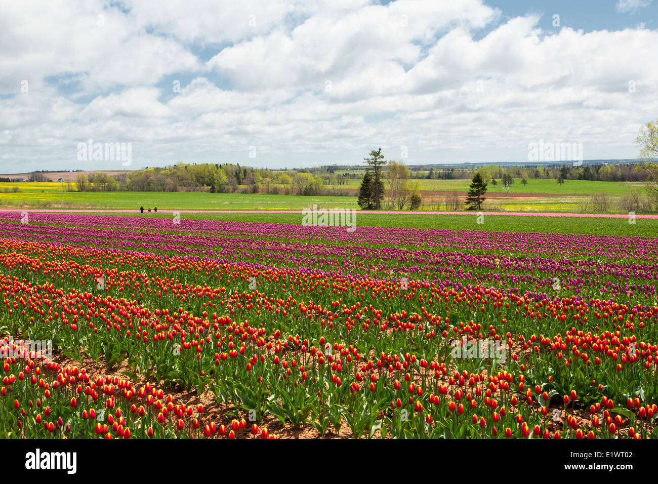 Tulip field agriculture farming hi-res stock photography and images - Alamy