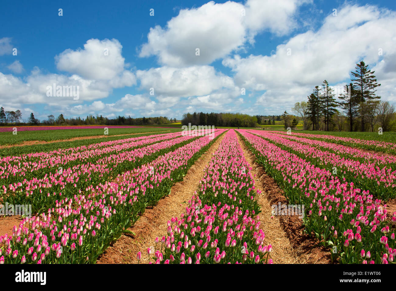 Tulip field in spring, Waterside, Prince Edward Island, Canada Stock ...