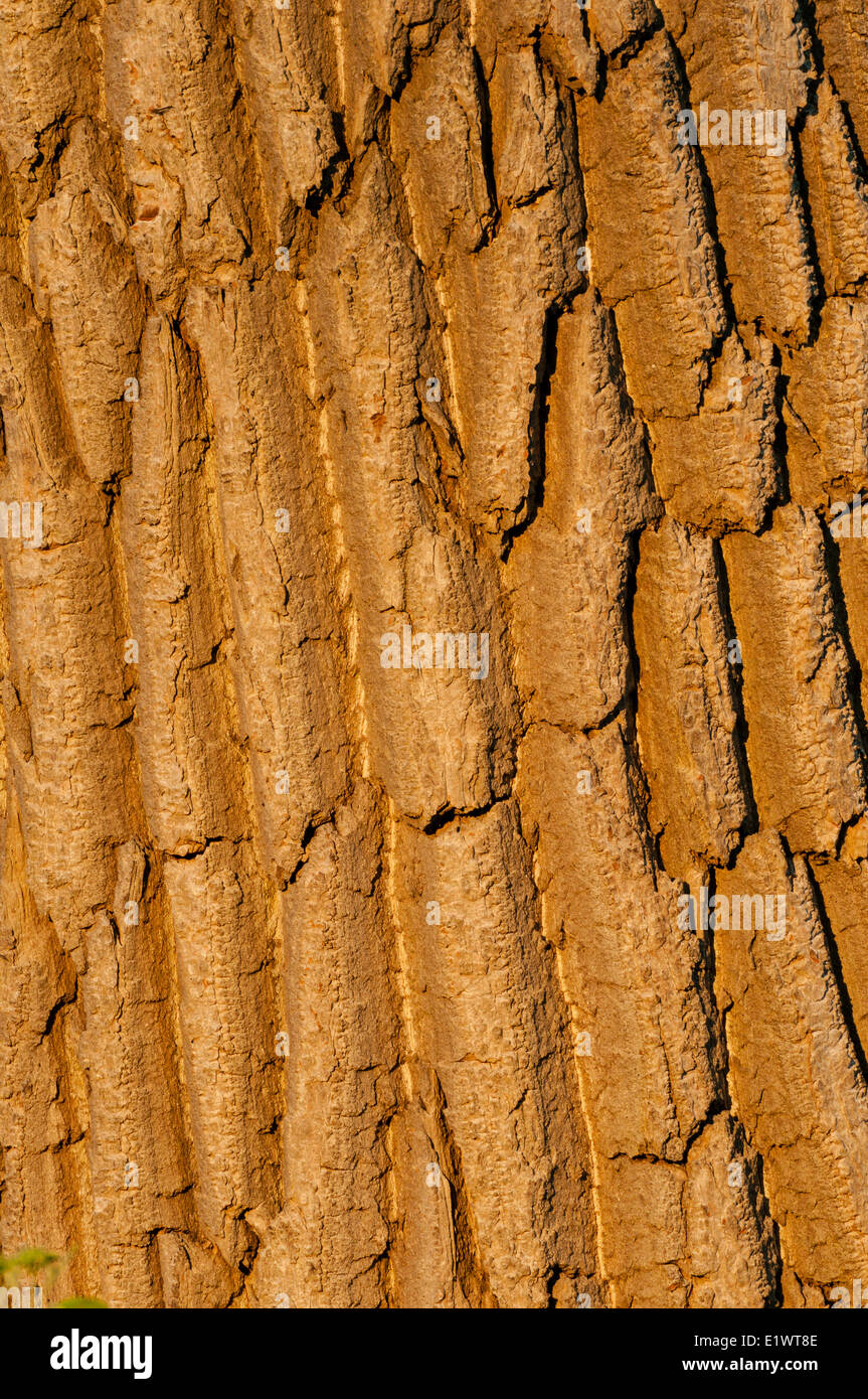 Eastern Cottonwood (Populus deltoides). Carolinian forest in Niagara ...