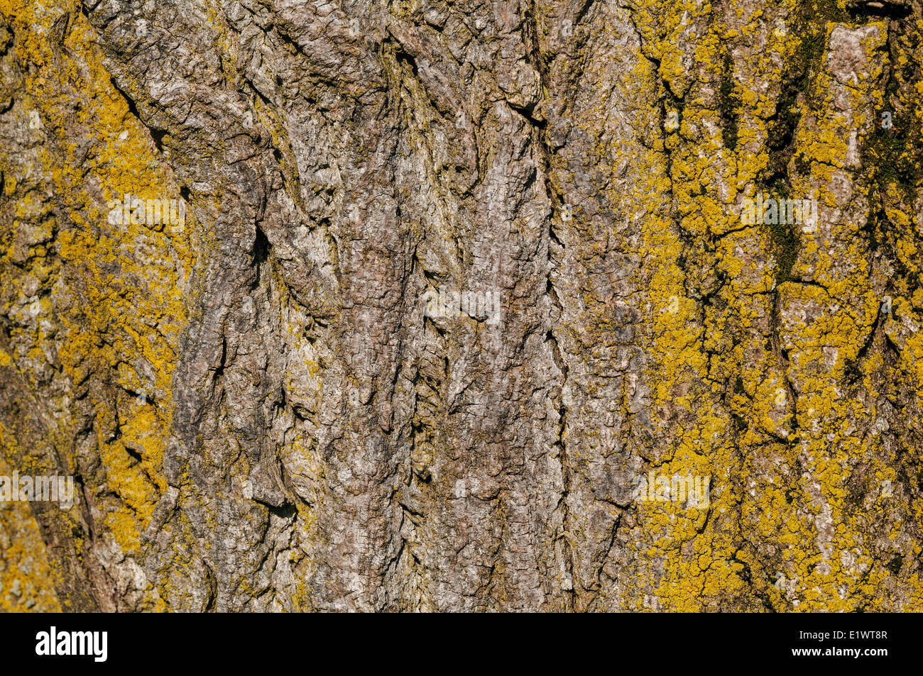Carolinian forest tree hi-res stock photography and images - Alamy