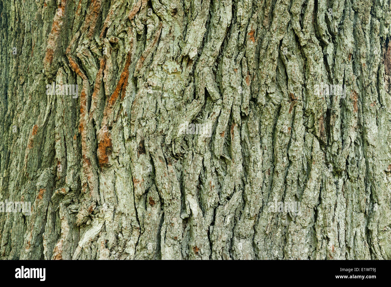 Quercus Alba Bark