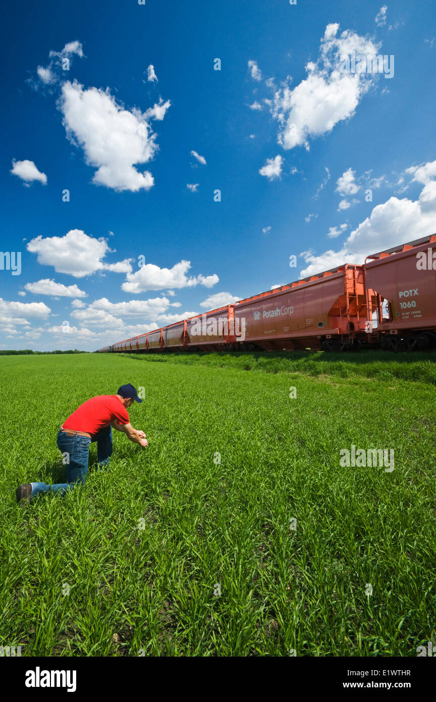 a man scouts an early growth barley field next to potash rail hopper ...