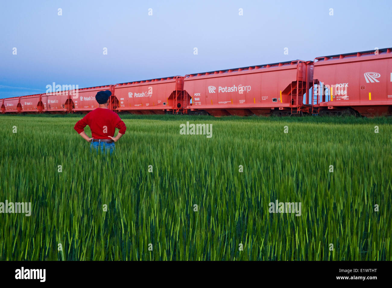 a man looks out over an mid-growth barley field next to potash hopper ...