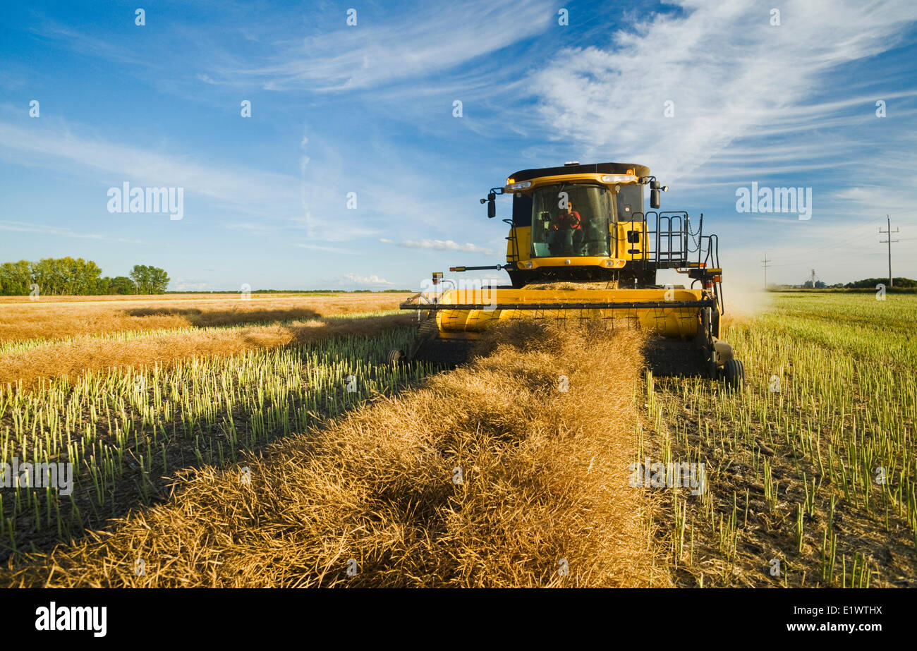Canola crop in flower hi-res stock photography and images - Alamy