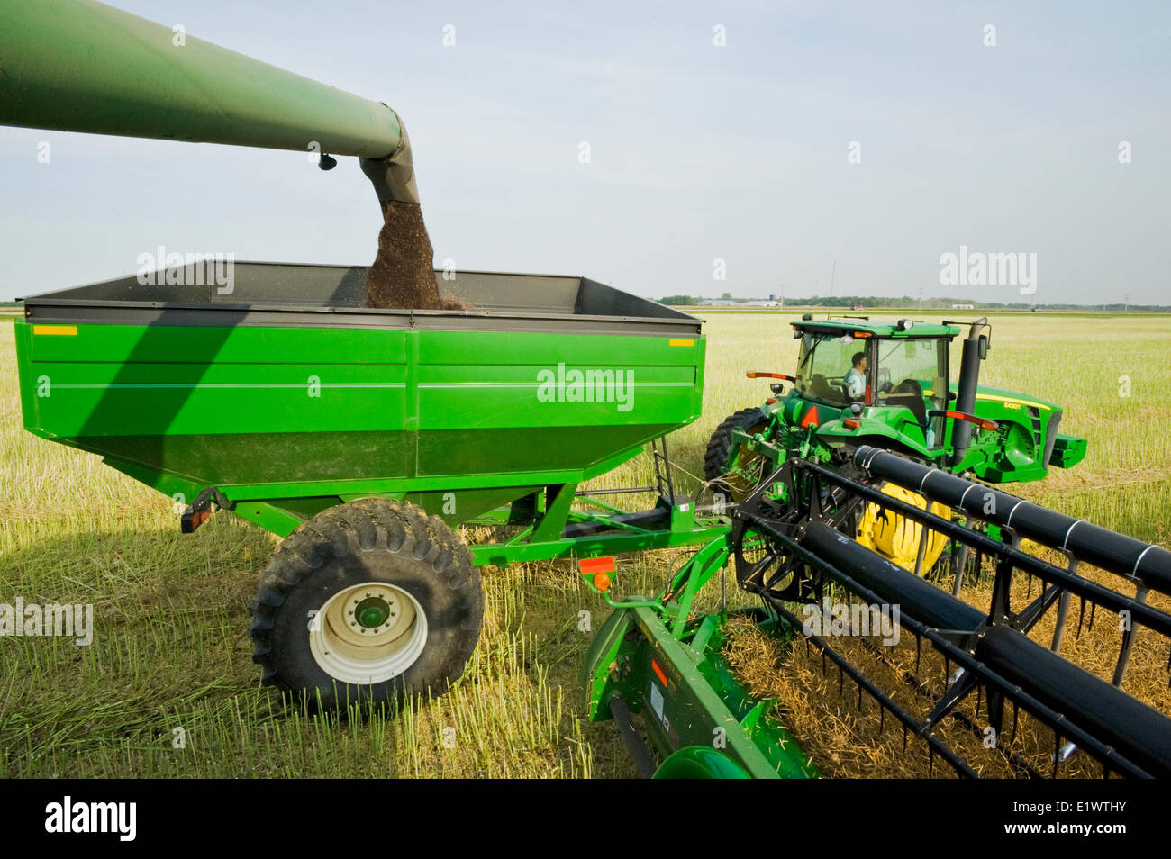a combine unloads canola into a grain wagon on the go while straight ...