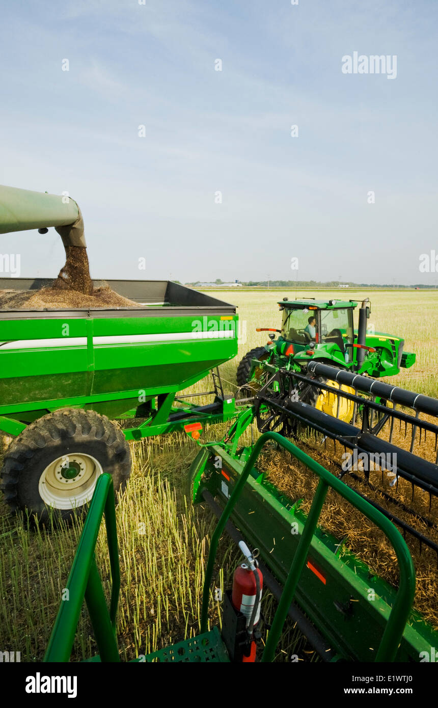 Combine harvests standing canola while augering canola into grain wagon ...