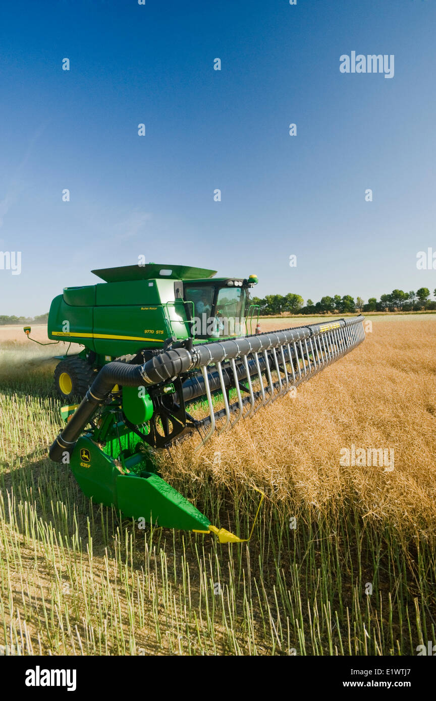 a combine harvester straight cuts a standing canola field during the ...