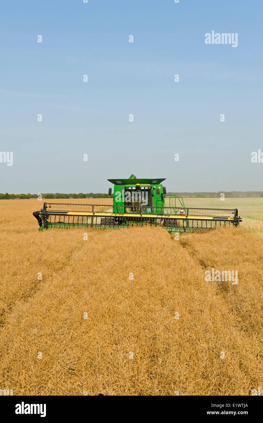 a combine harvester straight cuts a standing canola field during the ...