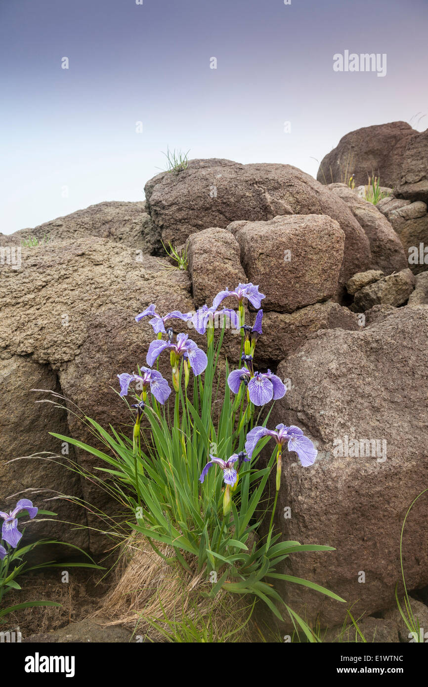Blue flag iris iris versicolor hi-res stock photography and images - Alamy