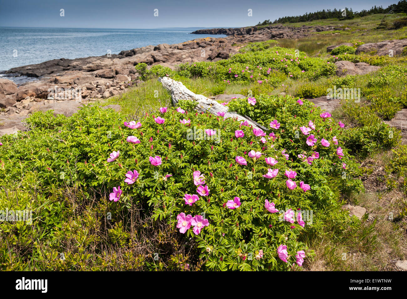Eastern canada rugged coastline hi-res stock photography and images - Alamy