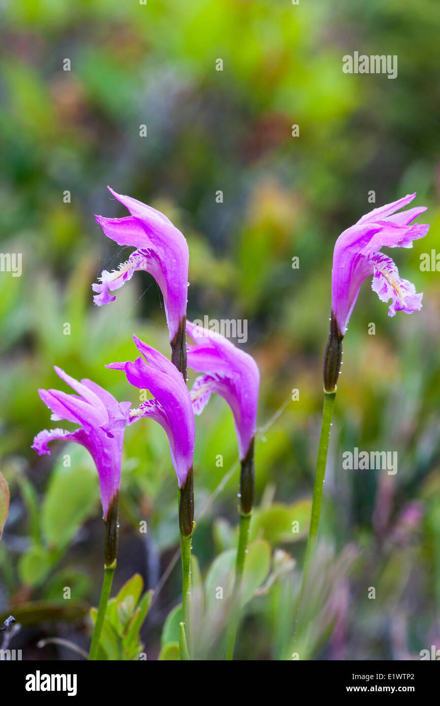 Group Of Dragons High Resolution Stock Photography and Images - Alamy