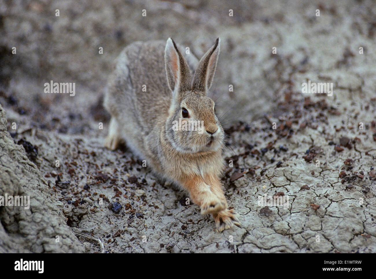 Adult nuttalls cottontail sylvilagus nuttallii hi-res stock photography ...