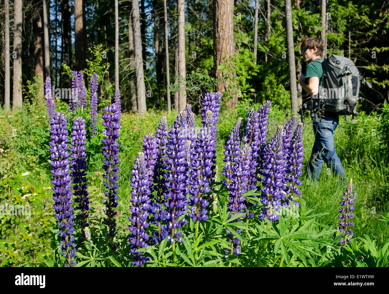 Salmon arm british columbia hi-res stock photography and images - Alamy
